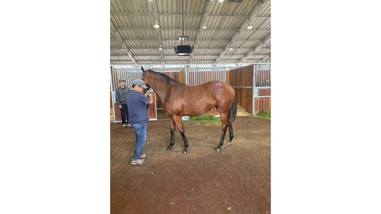 HBA 日高軽種馬農業協同組合主催の【セプテンバーセール2023】に参加 – 株式会社HSPB